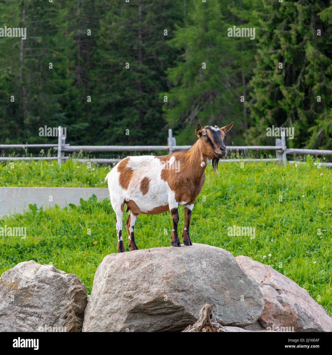 Goat on the rock hi-res stock photography and images - Alamy