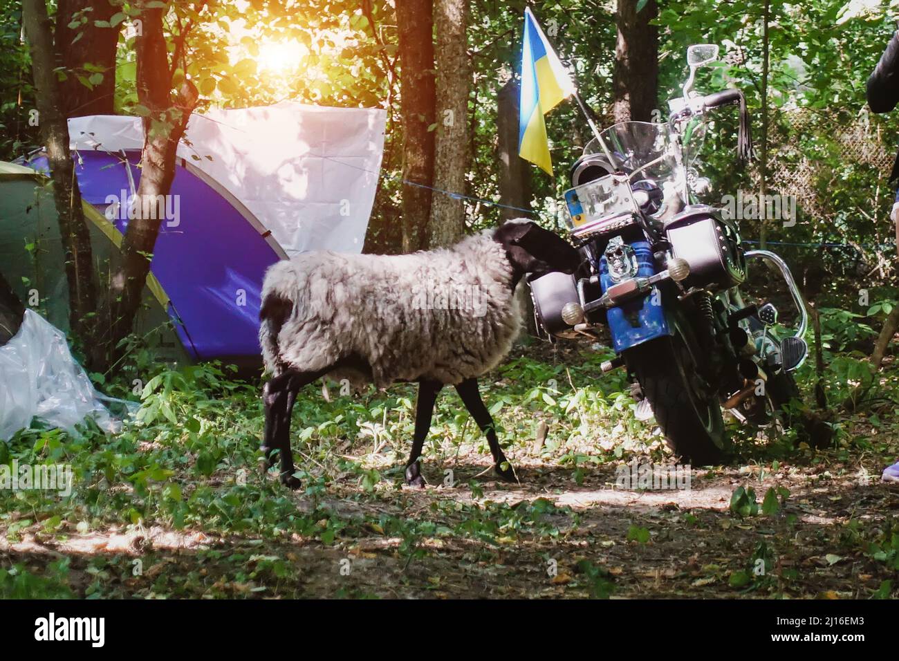A sheep stands hi-res stock photography and images - Alamy
