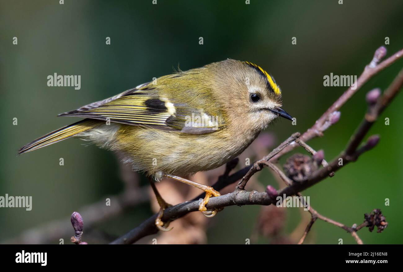 Goldcrests in a tree hi-res stock photography and images - Alamy