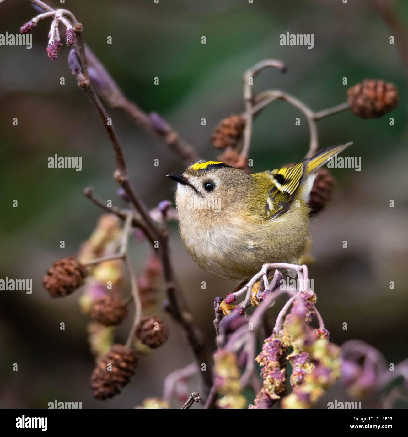 Goldcrests in a tree hi-res stock photography and images - Alamy