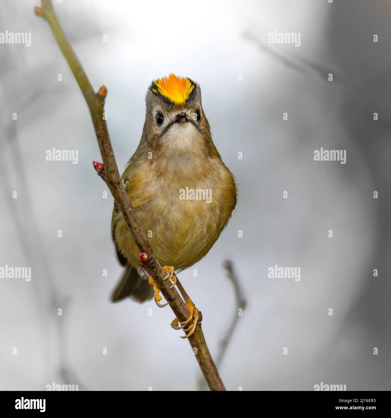 Goldcrests in a tree hi-res stock photography and images - Alamy