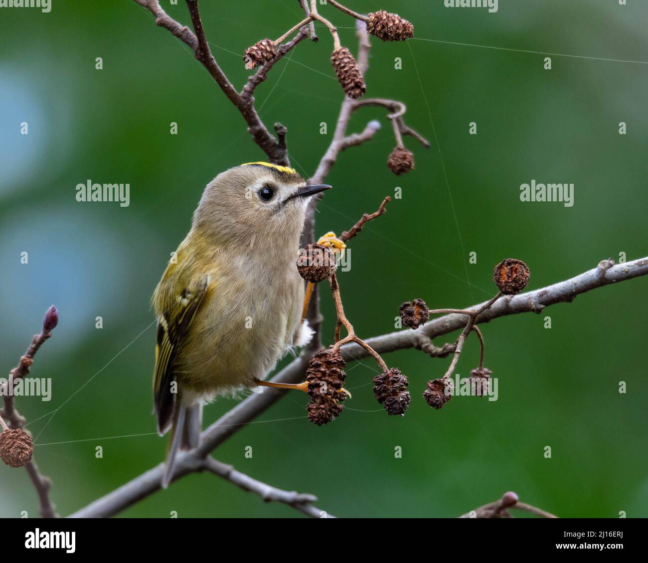 Goldcrests hi-res stock photography and images - Alamy