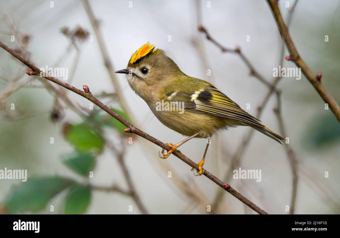 Goldcrests in a tree hi-res stock photography and images - Alamy