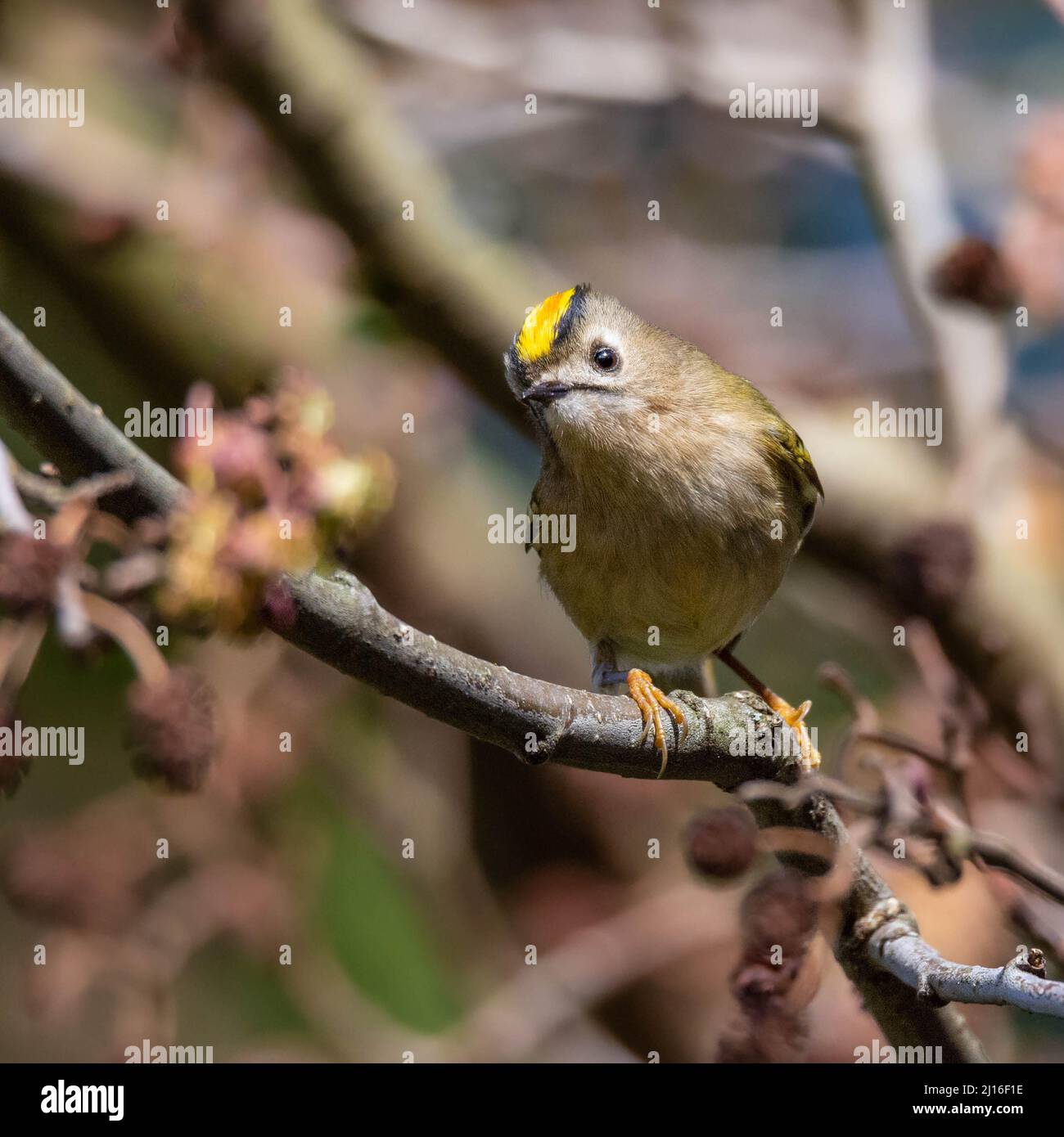 Goldcrests in a tree hi-res stock photography and images - Alamy