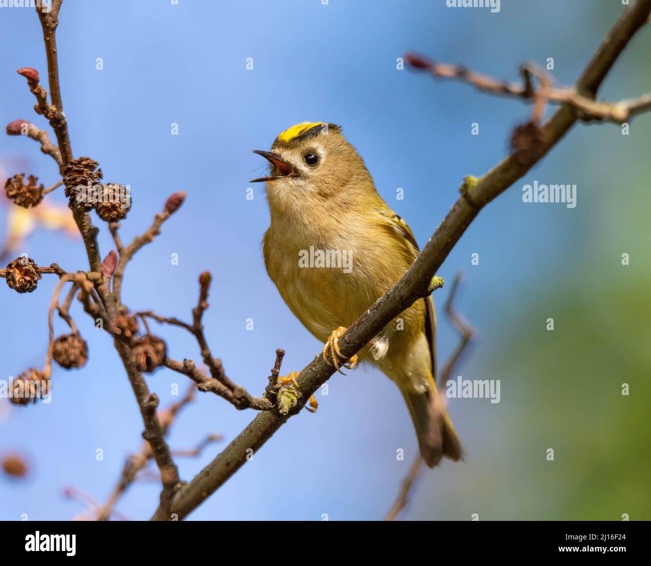 Goldcrests in a tree hi-res stock photography and images - Alamy