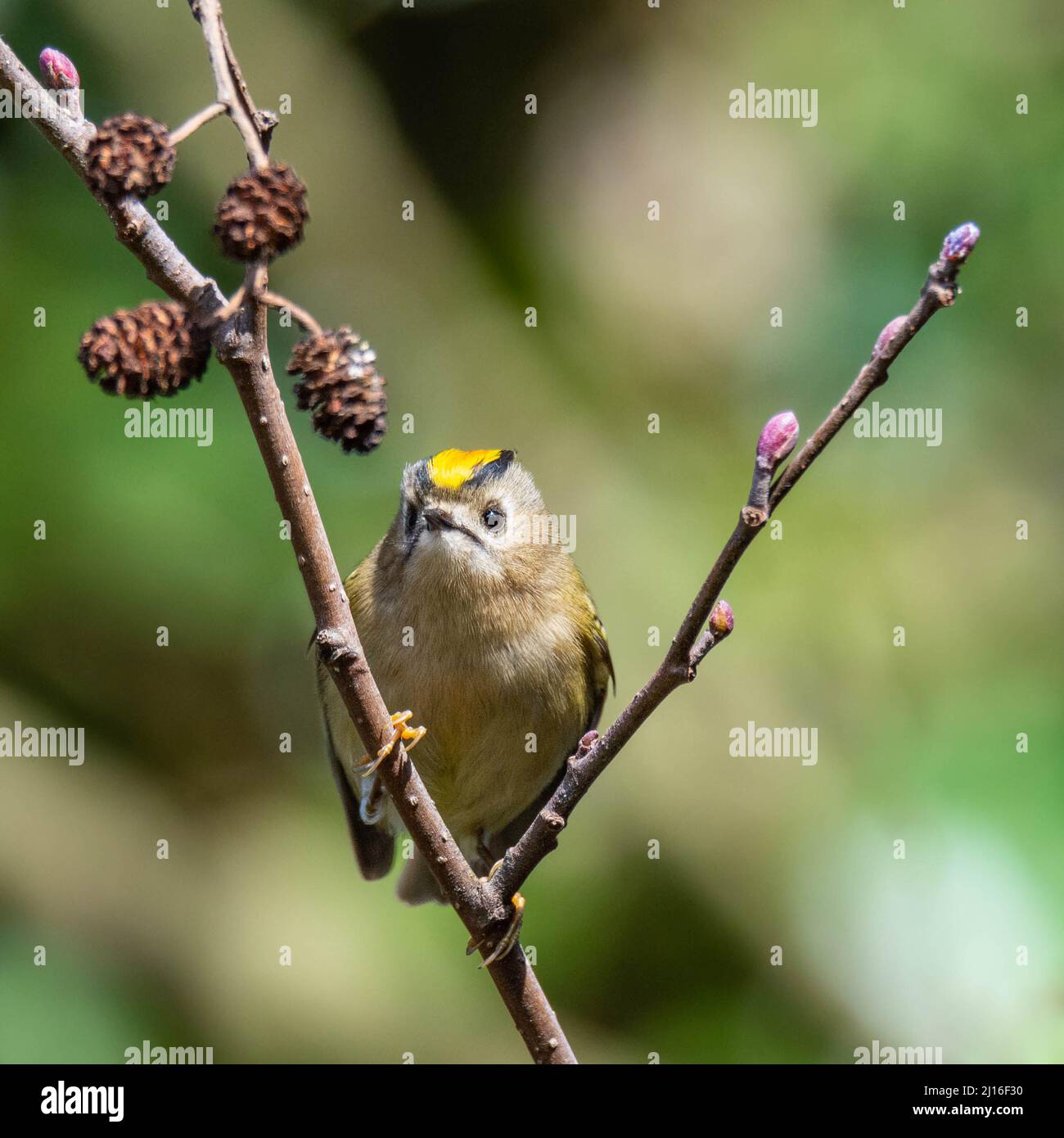 Goldcrests in a tree hi-res stock photography and images - Alamy