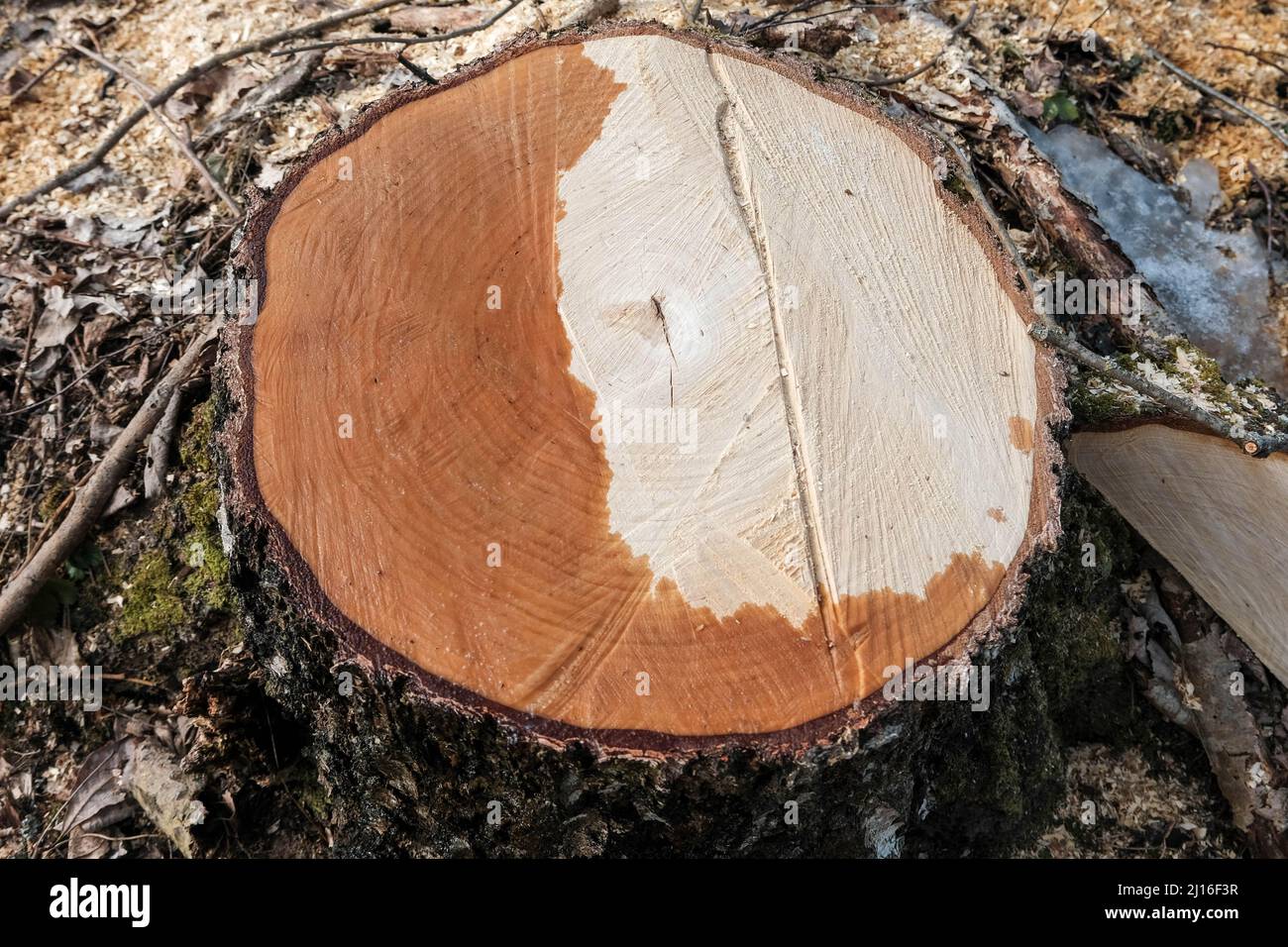 A cut of a sawn birch, a felled tree, a tree stump in the forest Stock ...