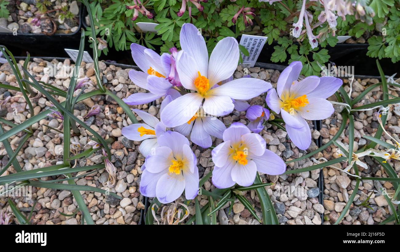 Spring growing flowers and nature that comes alive Stock Photo - Alamy