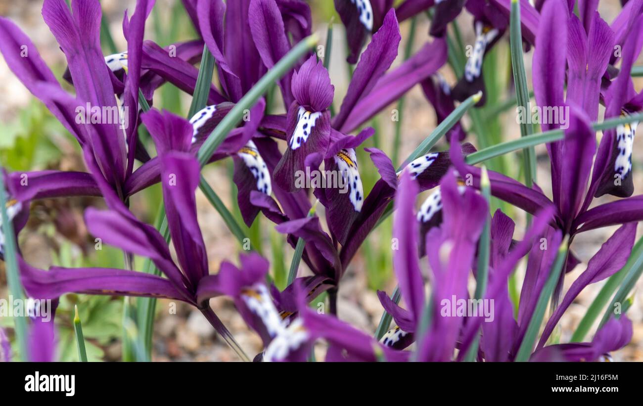 Purple dwarf iris, netted iris, iris reticulata is a species of ...