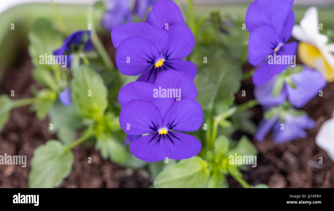In spring, flower widows are planted in the garden Stock Photo - Alamy