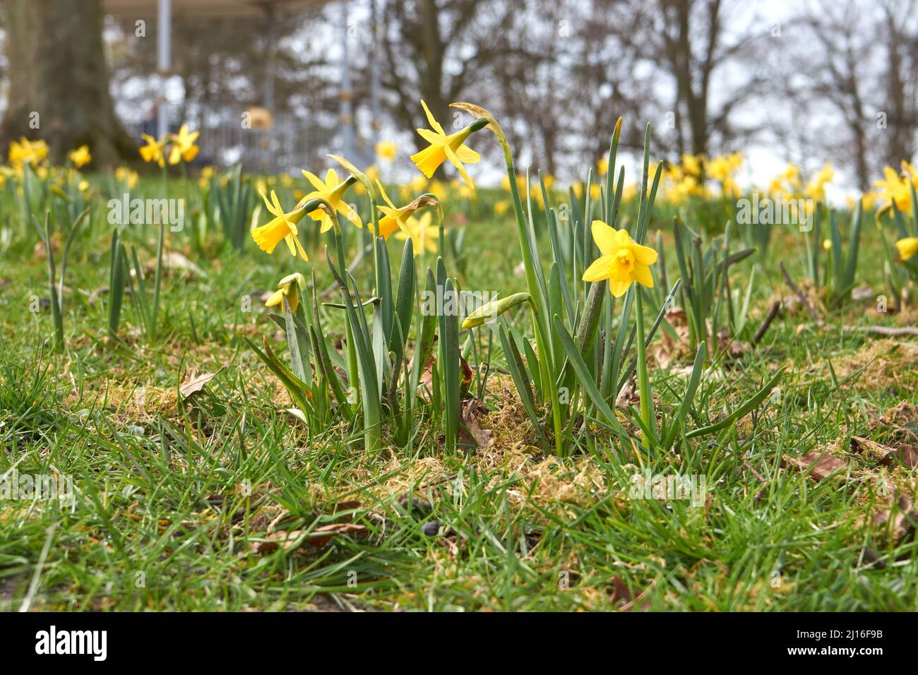 Annual yellow daffodils hi-res stock photography and images - Alamy