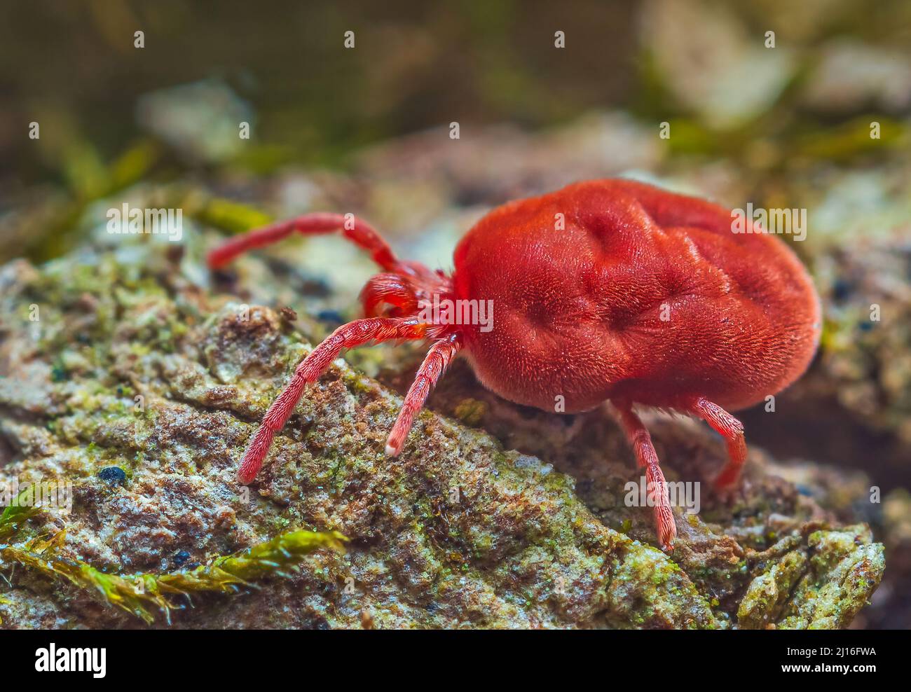Velvet Mite - Trombidium holosericeum walking on a tree Stock Photo - Alamy