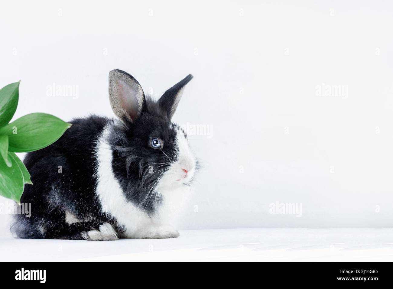 Small rabbit of the Dutch breed of black and white color on a white ...