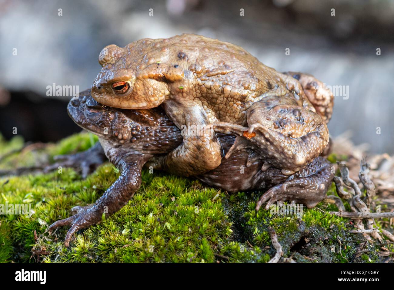 Common Toads Pair High Resolution Stock Photography and Images - Alamy