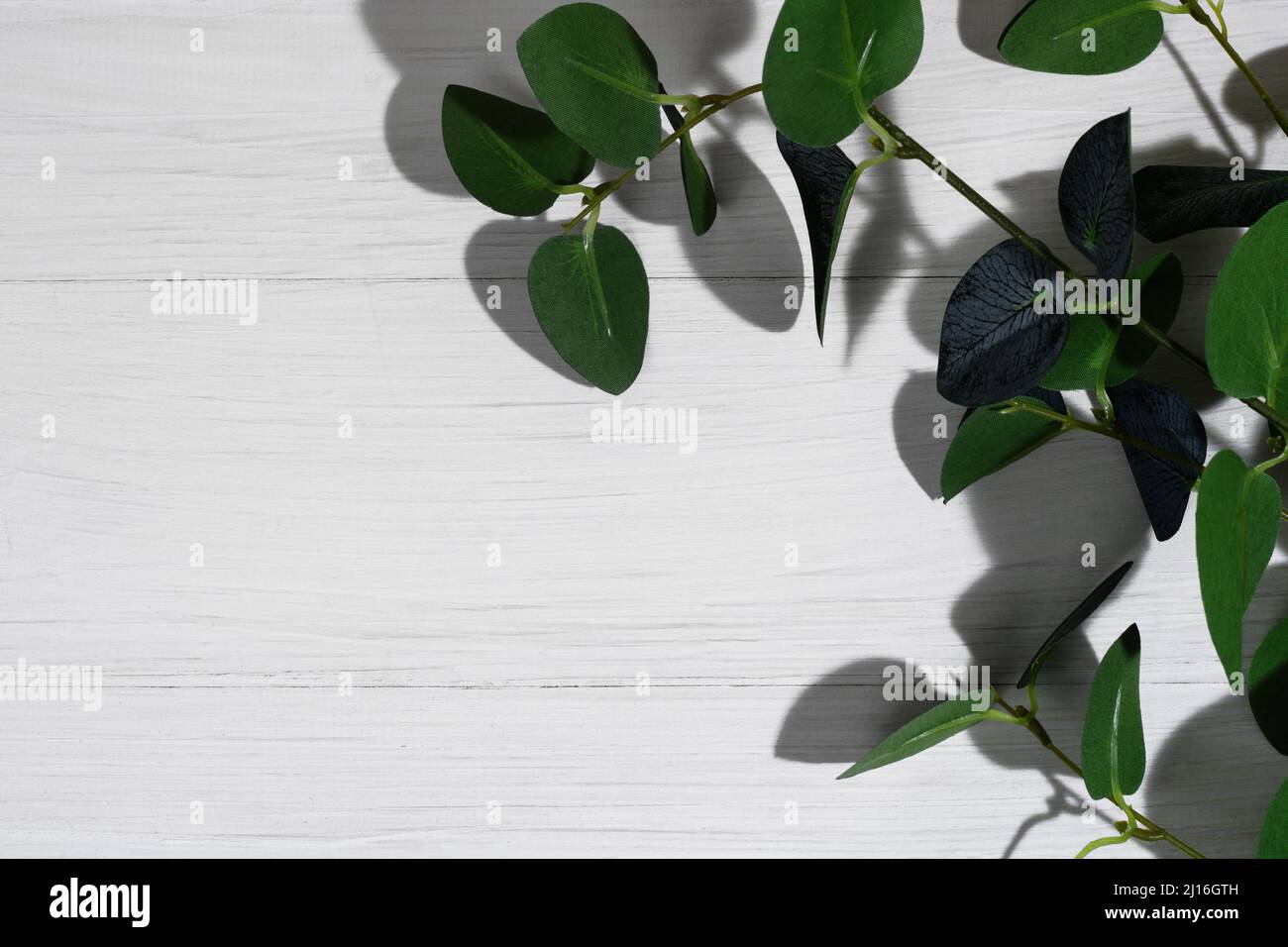 Product advertising background. White wooden background with leaves and ...