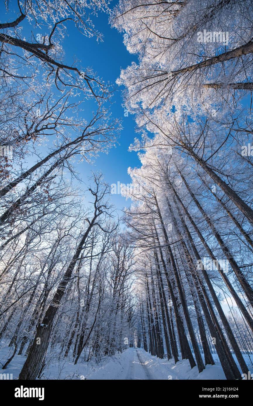 Road Lined with Rime Ice Trees Stock Photo - Alamy