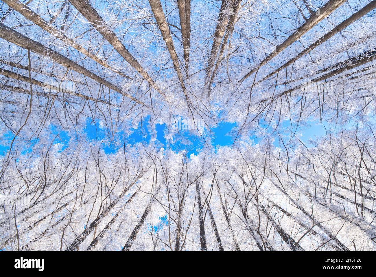 Road Lined with Rime Ice Trees Stock Photo - Alamy