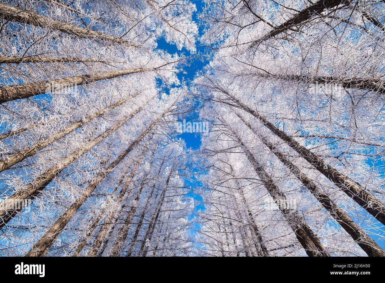 Road Lined with Rime Ice Trees Stock Photo - Alamy