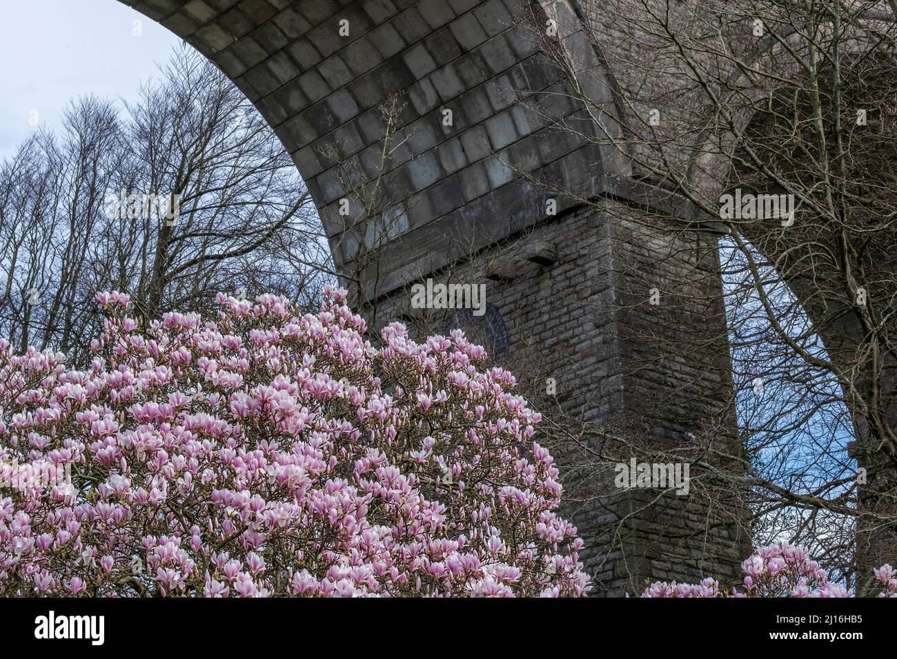 A spectacular display of flowers blooms on a Magnolia Tree Magnolia x ...