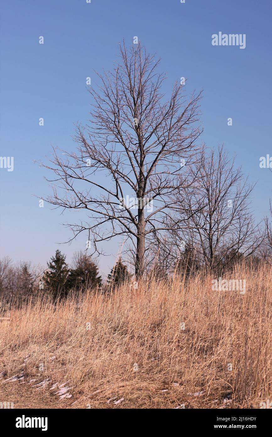 Barren trees growing in the winter sun in the golden Wilde on a ...
