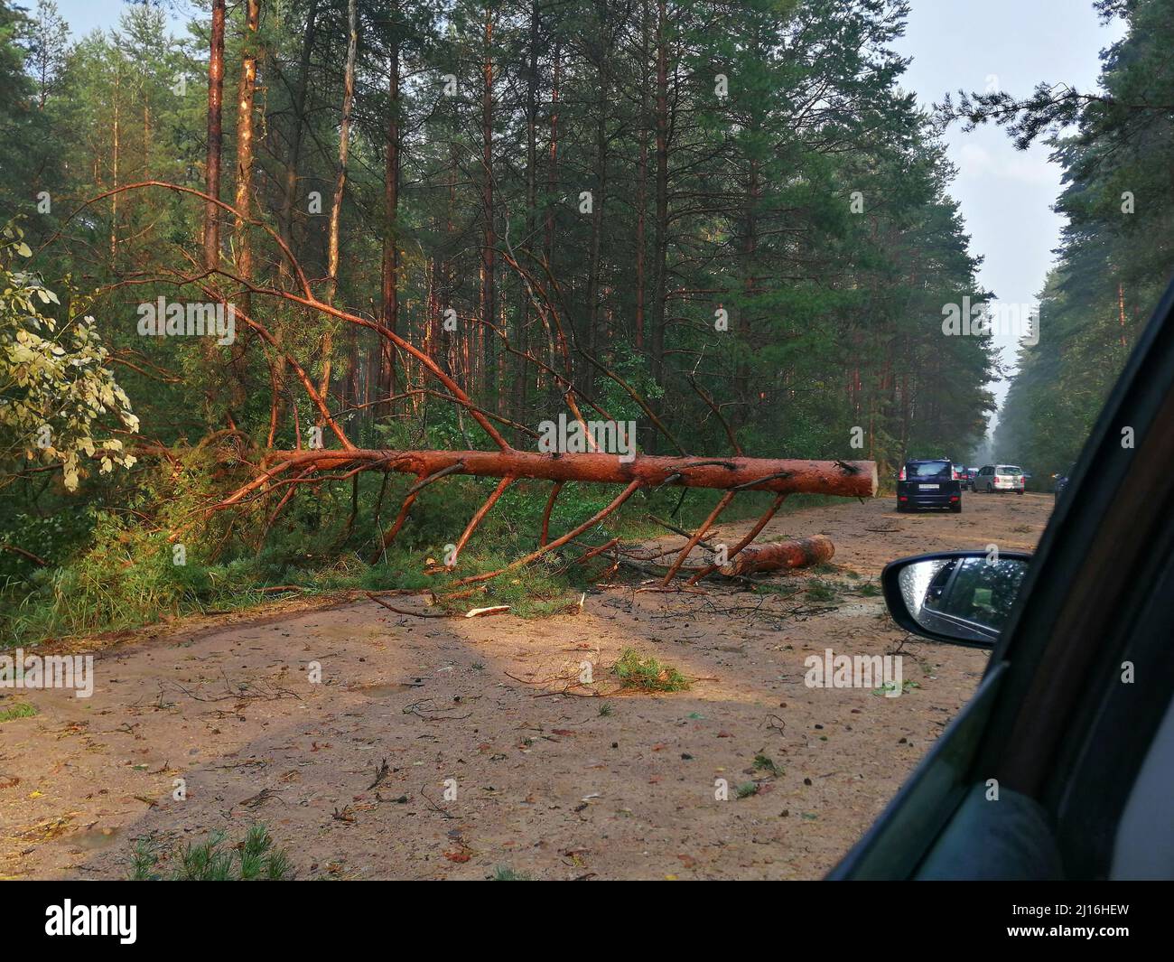 Fallen tree as an aftermath of a hurricane. Road block with toppled ...