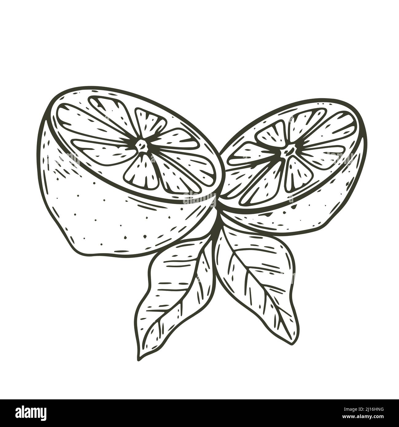 Lemon halves hand drawn engraving vector illustration. Citrus fruits with leaves composition ...