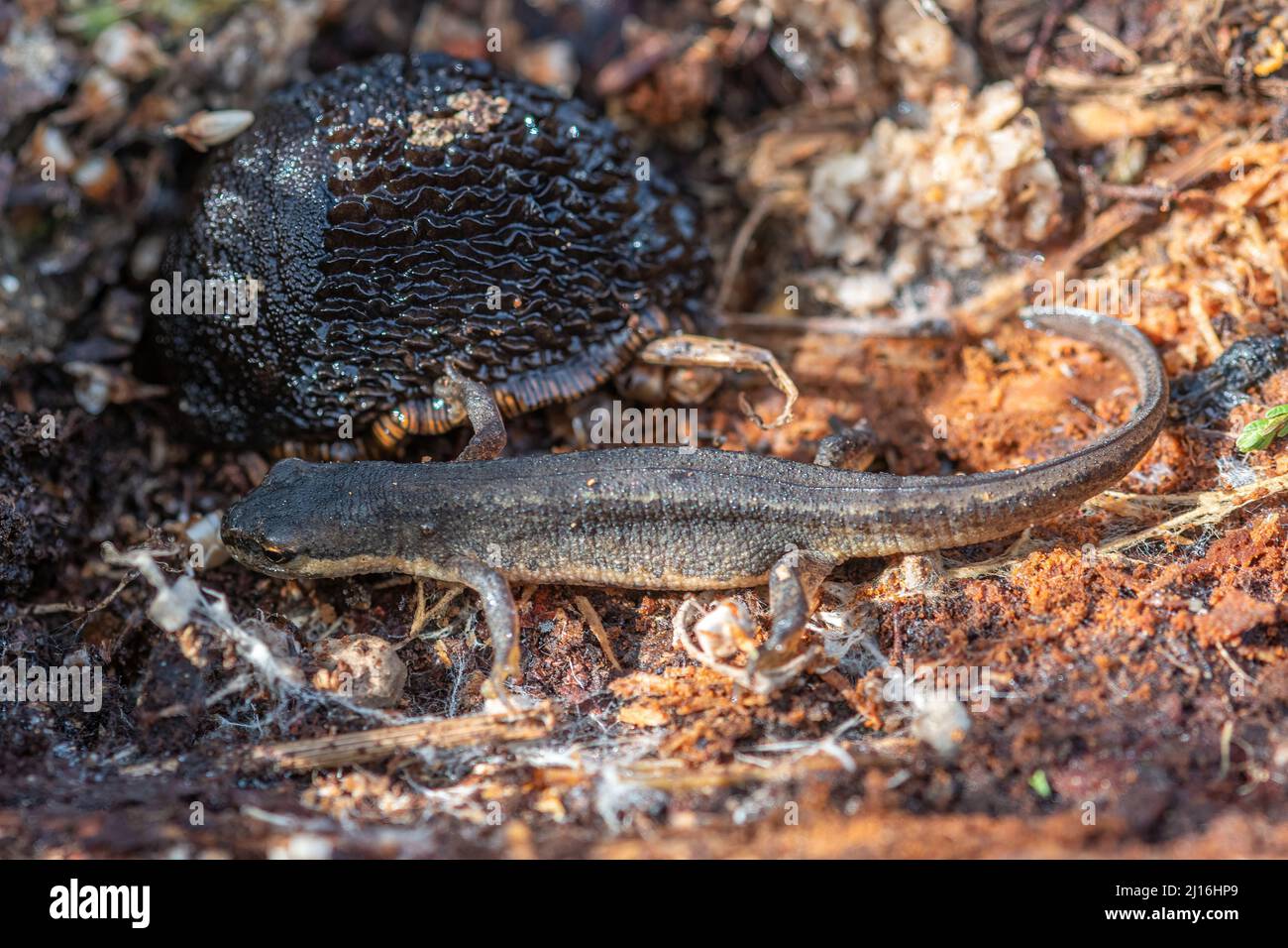 Creatures under logs hi-res stock photography and images - Alamy