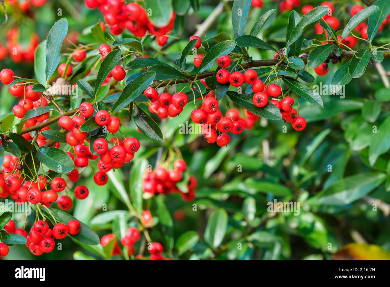 Firethorn berries. Pyracantha coccinea scarlet firethorn ornamental ...