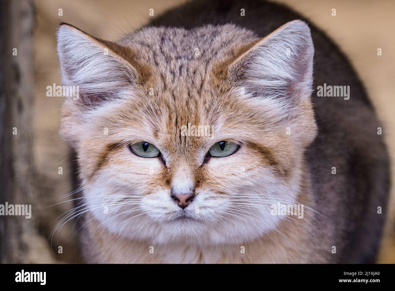 Portrait of a sand cat, Felis margarita Stock Photo - Alamy