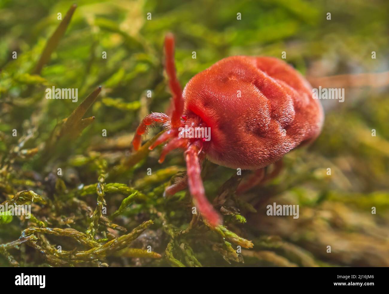 Velvet Mite - Trombidium holosericeum walking on a tree Stock Photo - Alamy