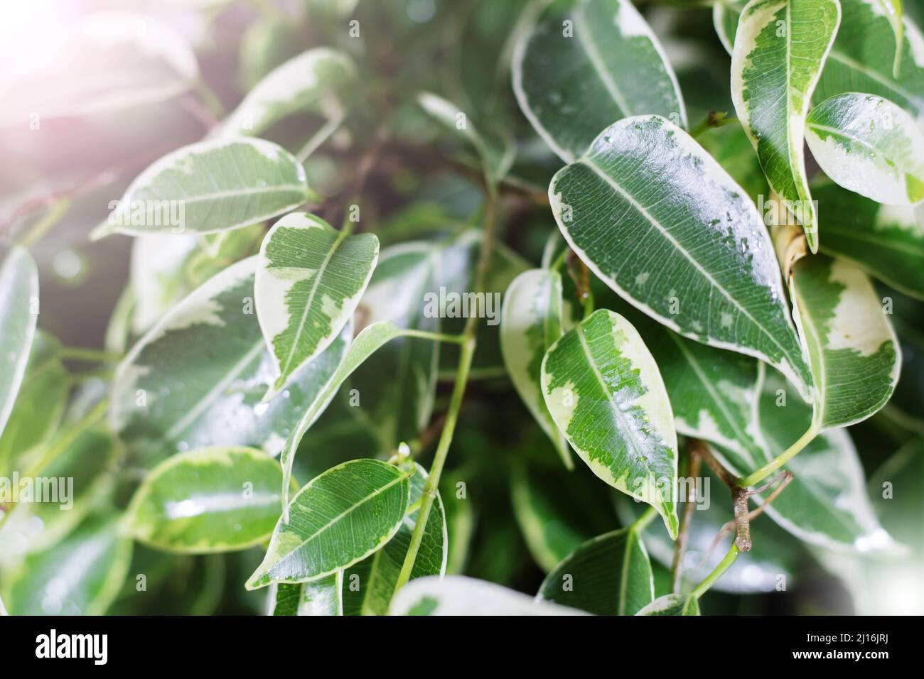 Ficus benjamin leaves, close-up in the sun. Evergreen houseplants Stock ...