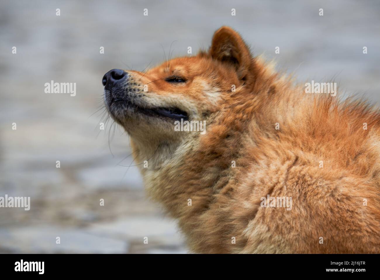 Chinese rural dog hi-res stock photography and images - Alamy