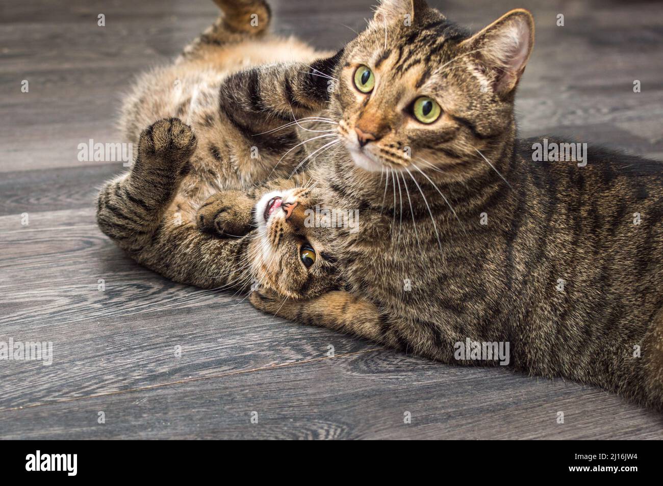 Close-up portrait of two cats playing together Stock Photo - Alamy