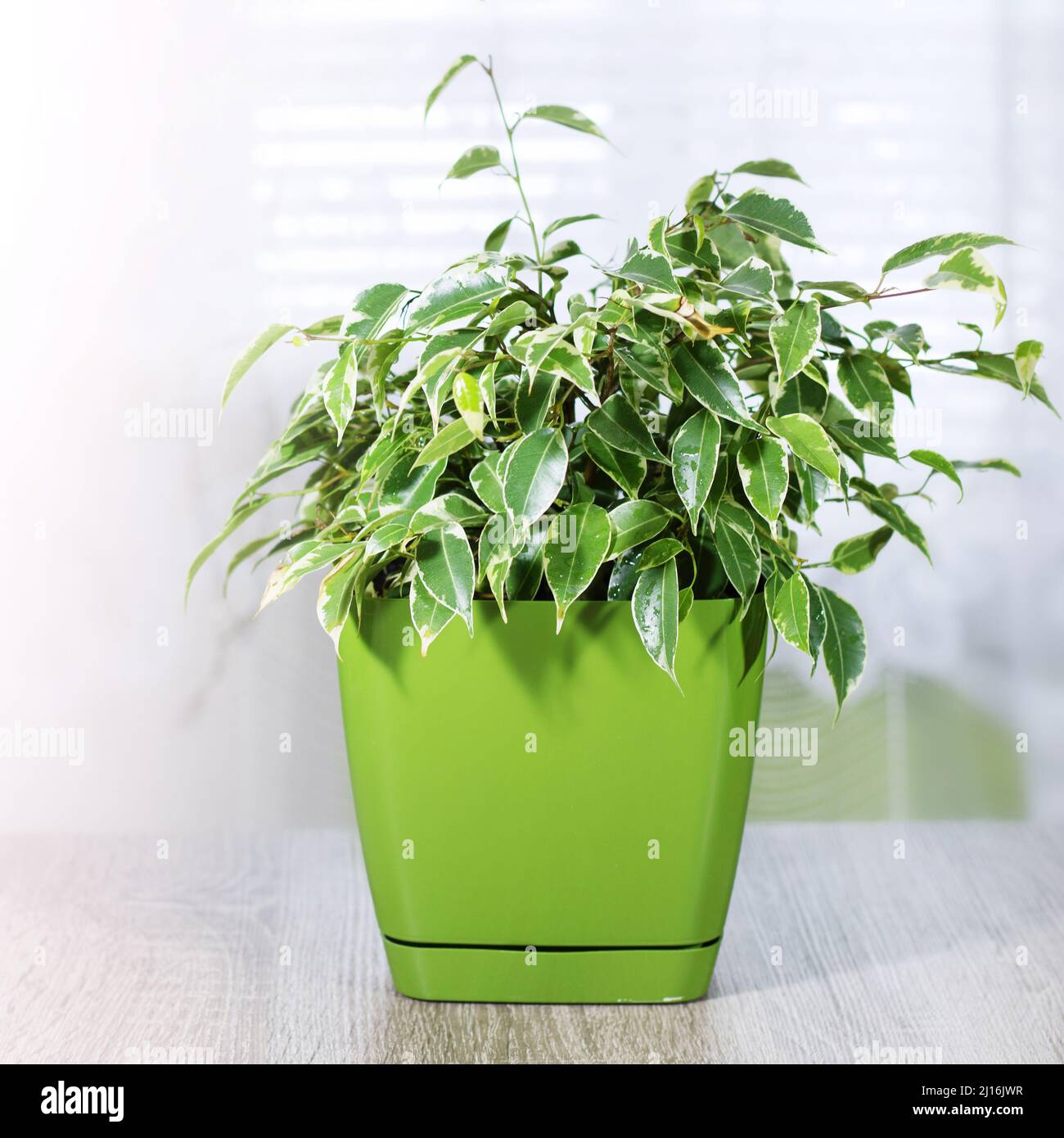 Ficus Benjamin, close-up, in a green pot against the backdrop of a ...
