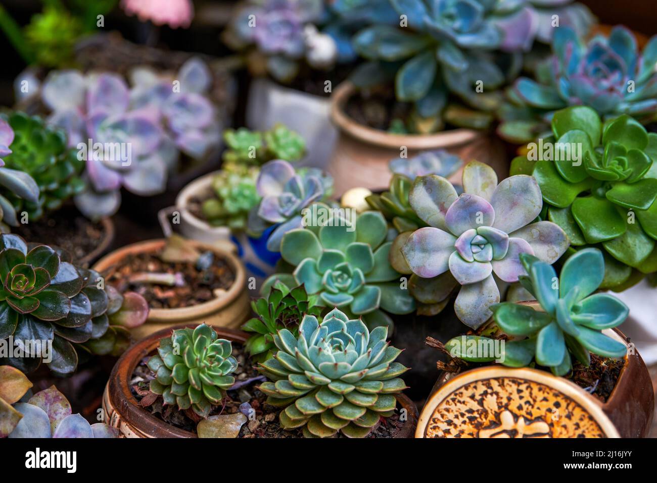 Agave stand hi-res stock photography and images - Alamy