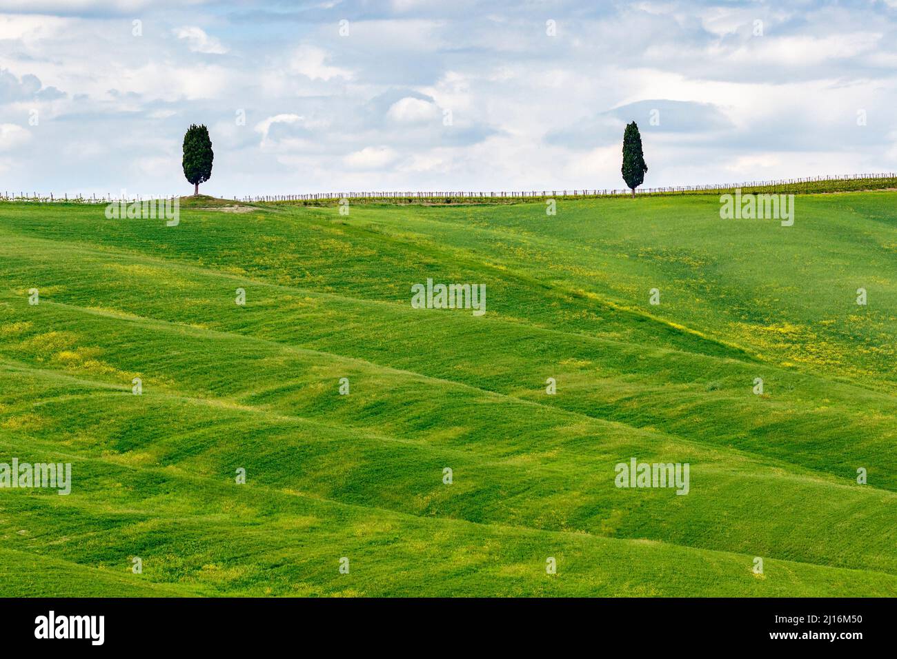 Lonely cypress hi-res stock photography and images - Alamy