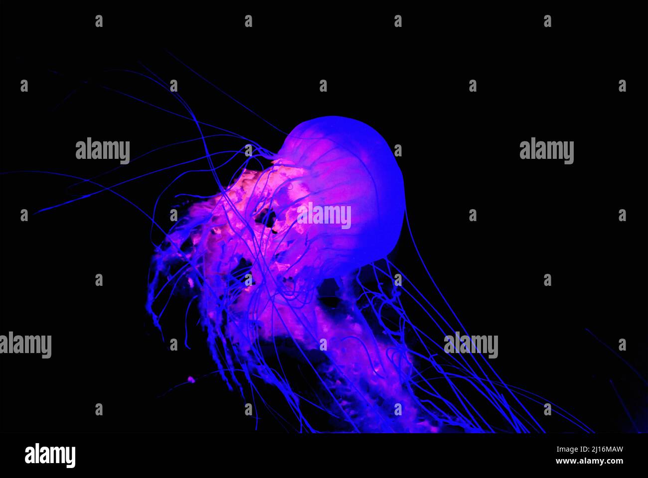 Magenta sea jelly hi-res stock photography and images - Alamy