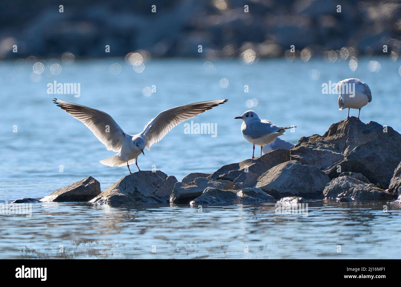 black-headed and common seagul, ,chroicocephalus ridibundus and Laurus ...