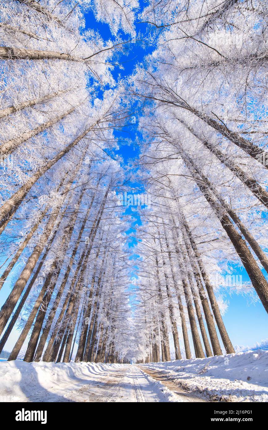Road Lined with Rime Ice Trees Stock Photo - Alamy