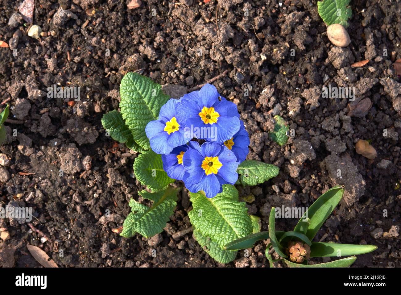 Blue spring flower growing in soil Stock Photo - Alamy