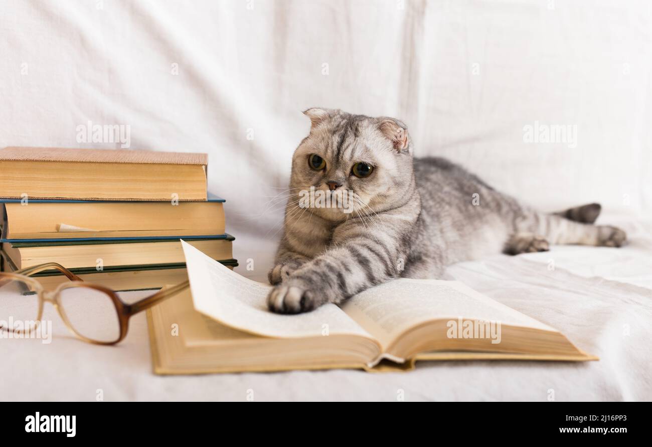 Stack of books with tabby cat hi-res stock photography and images - Alamy