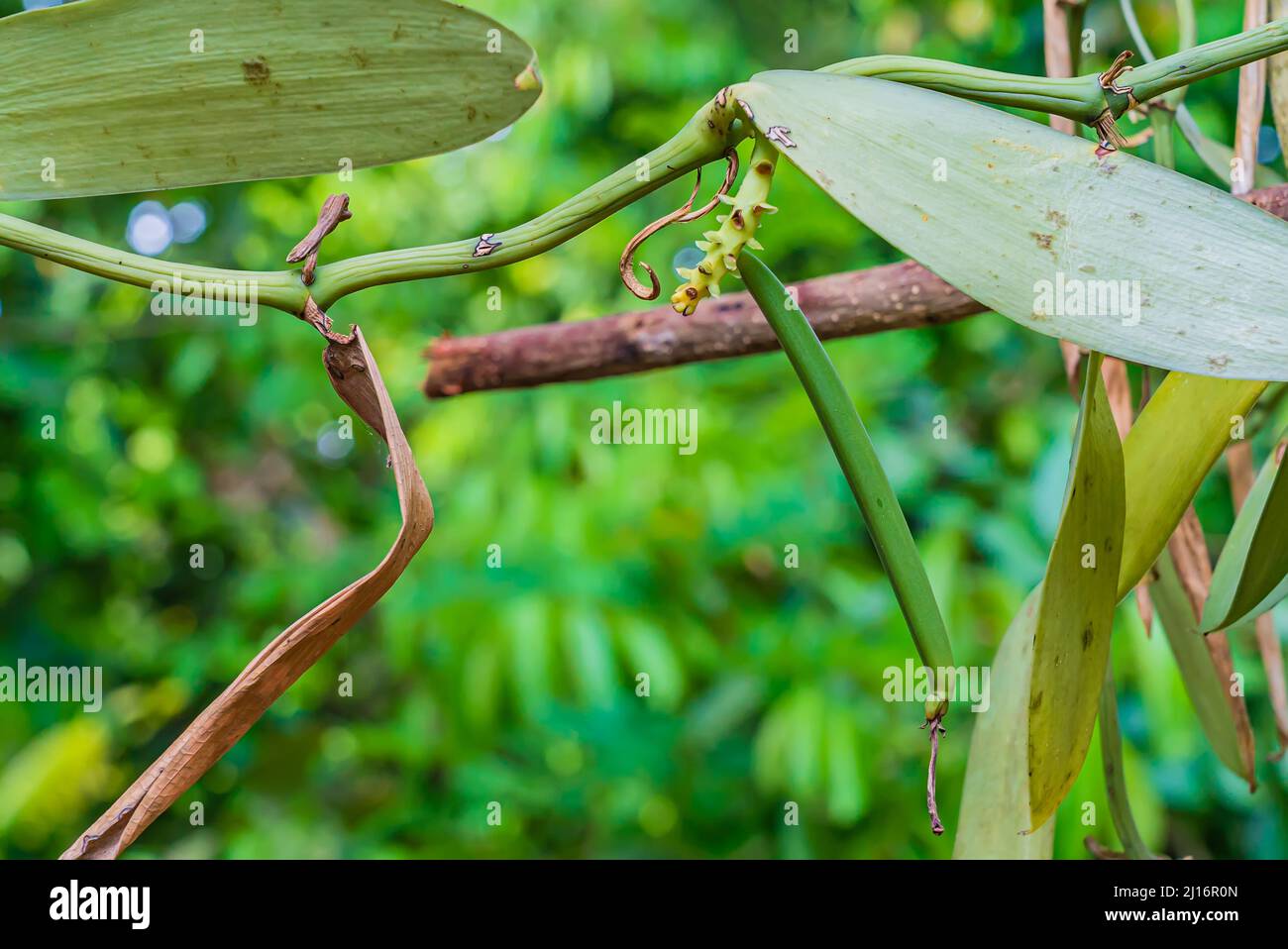 Vanilla bean plant hi-res stock photography and images - Alamy