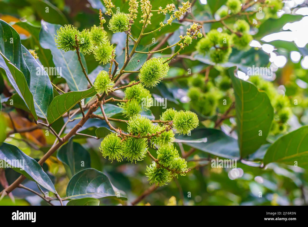 Green rambutan fruits on a tree branch in Zanzibar, Tanzania Stock ...