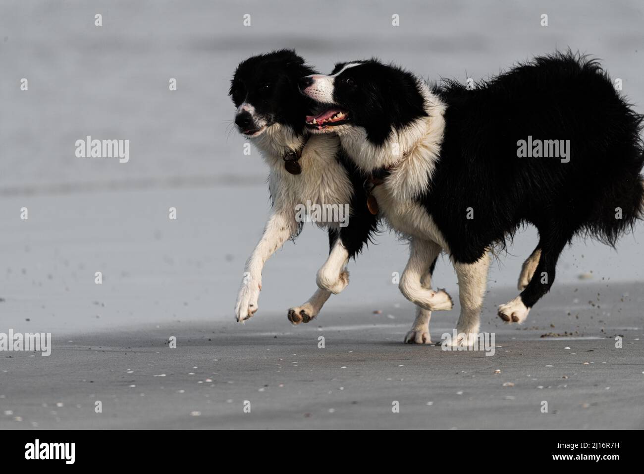 Border collies running hi-res stock photography and images - Alamy