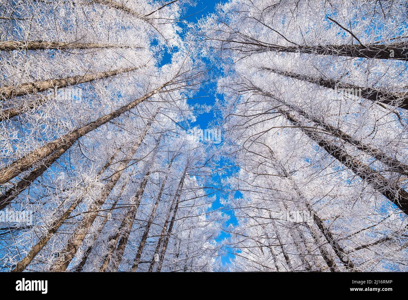 Road Lined with Rime Ice Trees Stock Photo - Alamy
