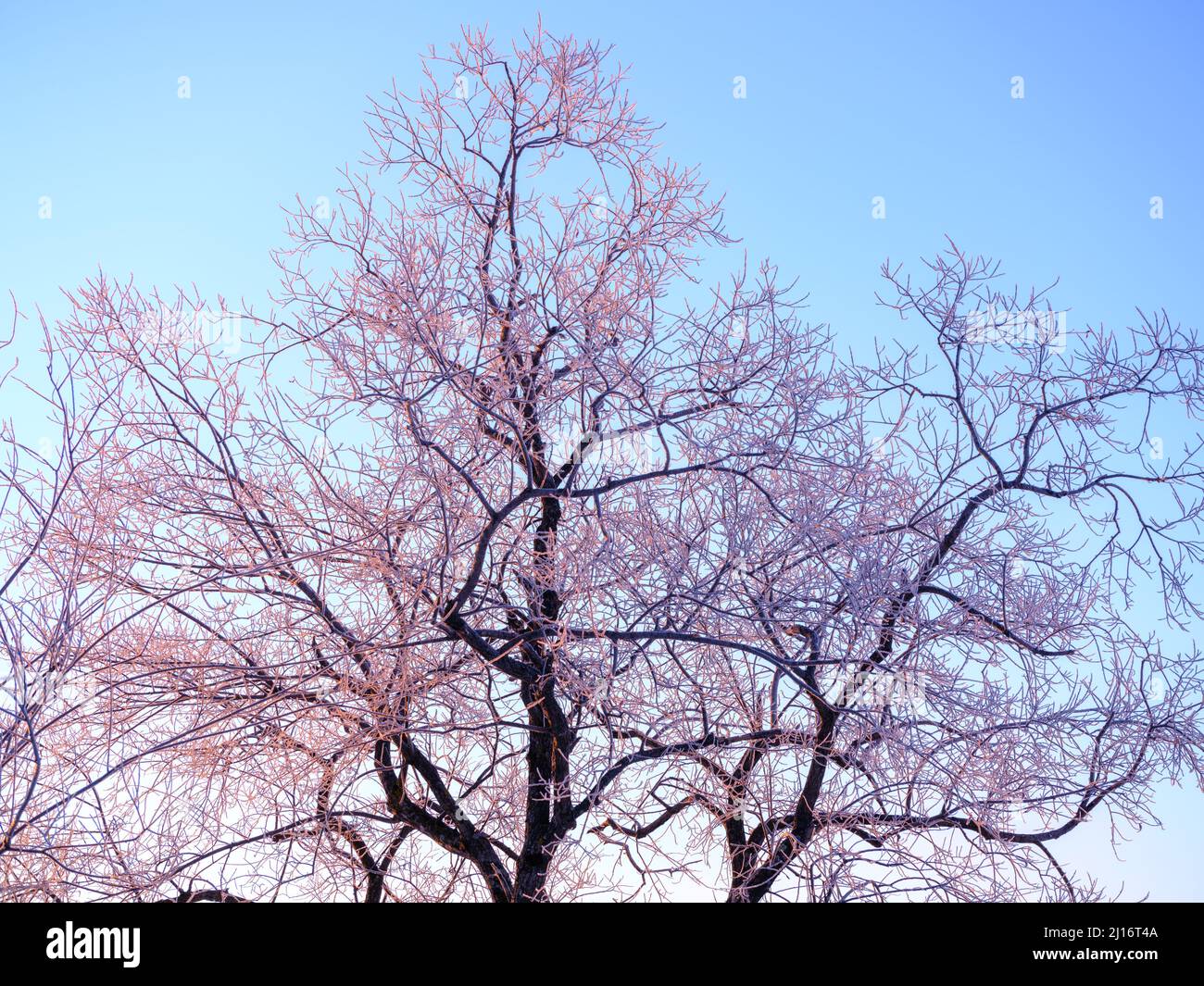Pink Freezing Fog Stock Photo - Alamy