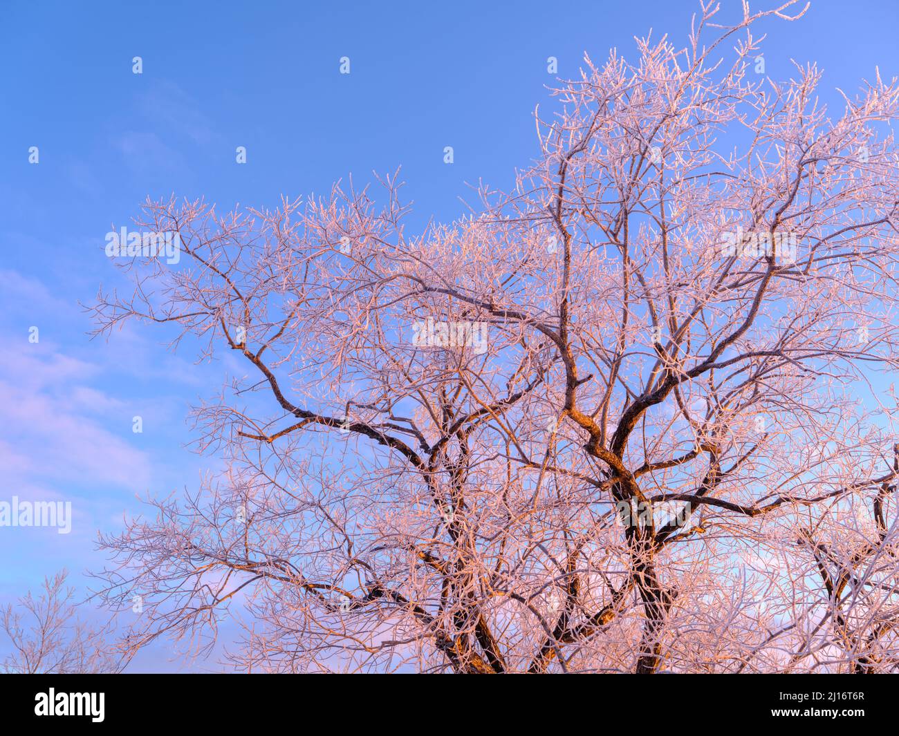 Pink Freezing Fog Stock Photo - Alamy
