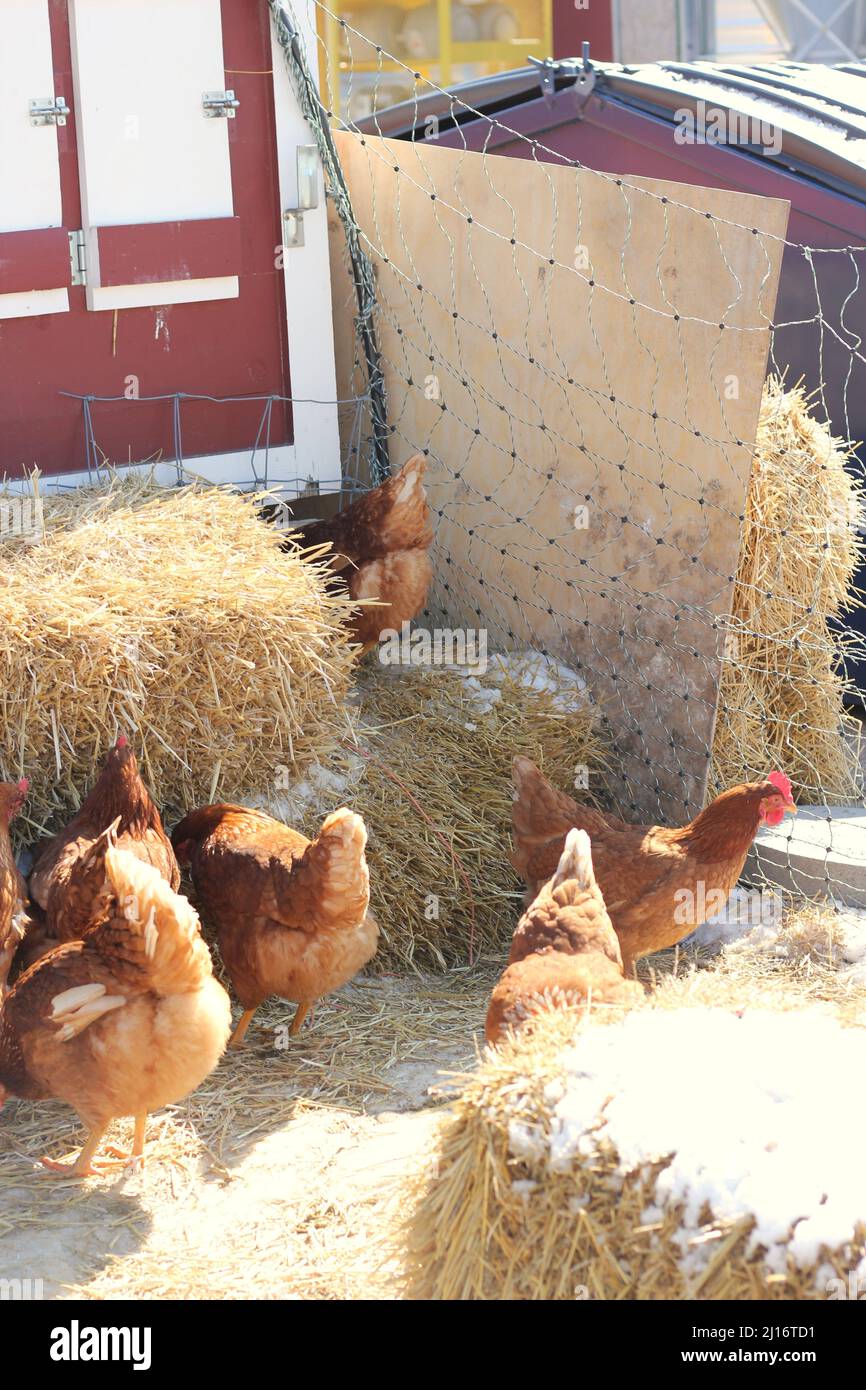 Golden brown chickens strutting around the barnyard Stock Photo - Alamy