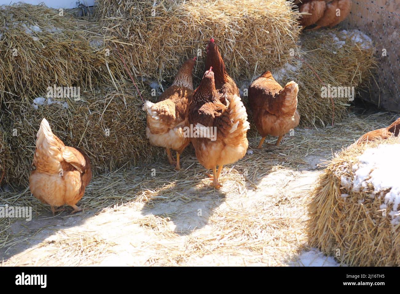 Golden brown chickens strutting around the barnyard Stock Photo - Alamy