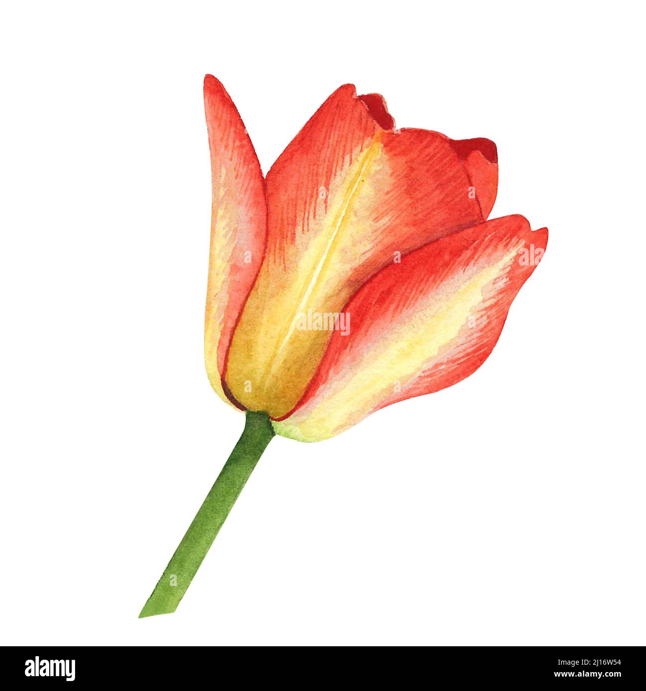 Tulips orange isolated on white background. Watercolor hand drawing ...